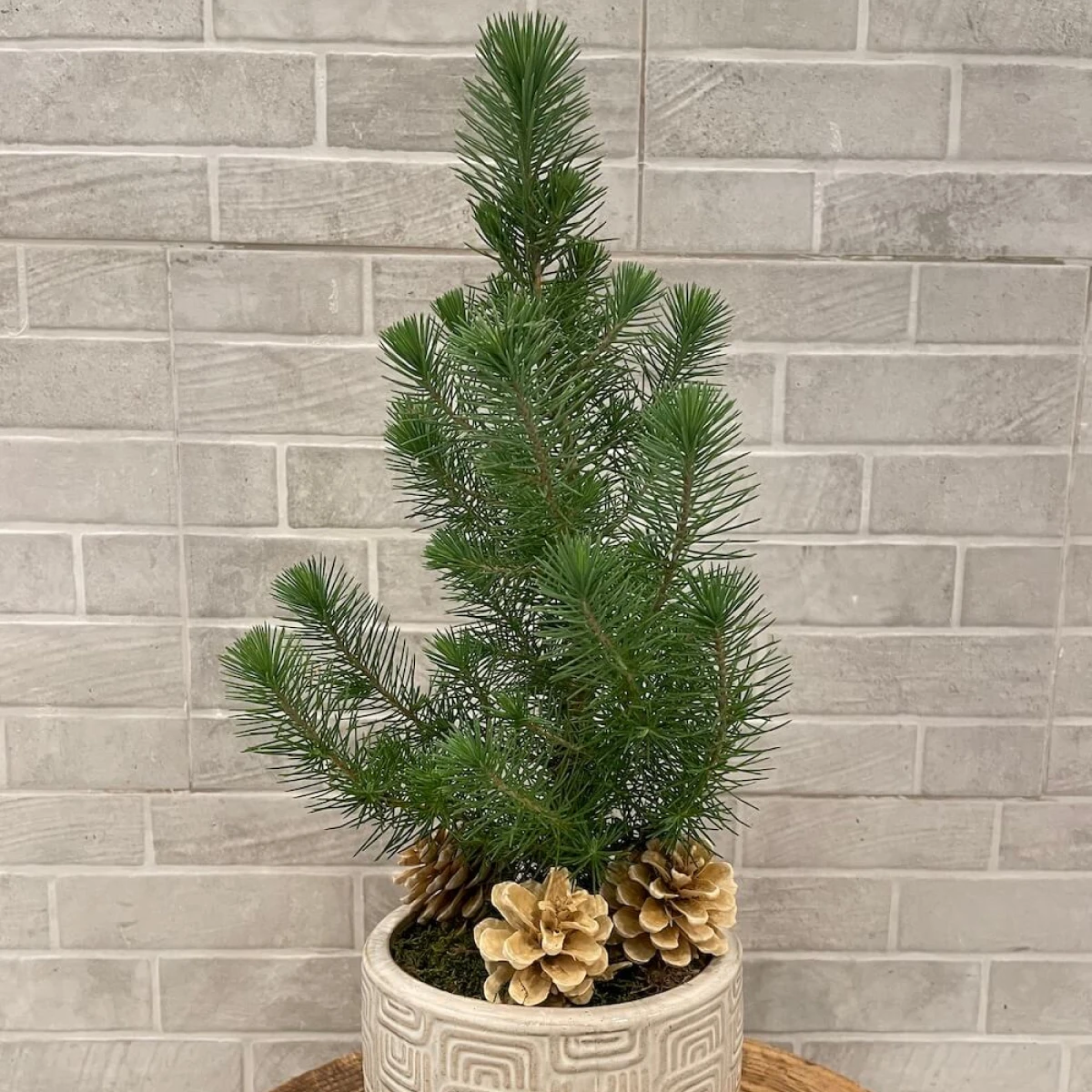 Planta de Pino Silver Creast Blanca en Base Cerámica Crema - Florenzza