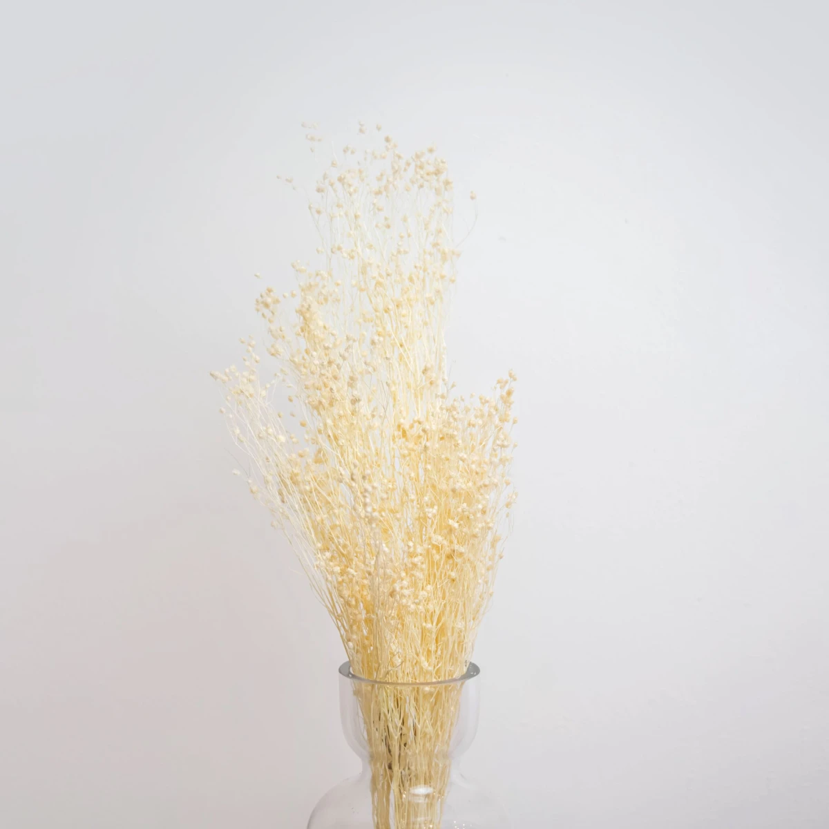 Broom Bloom (Natural) - Florenzza